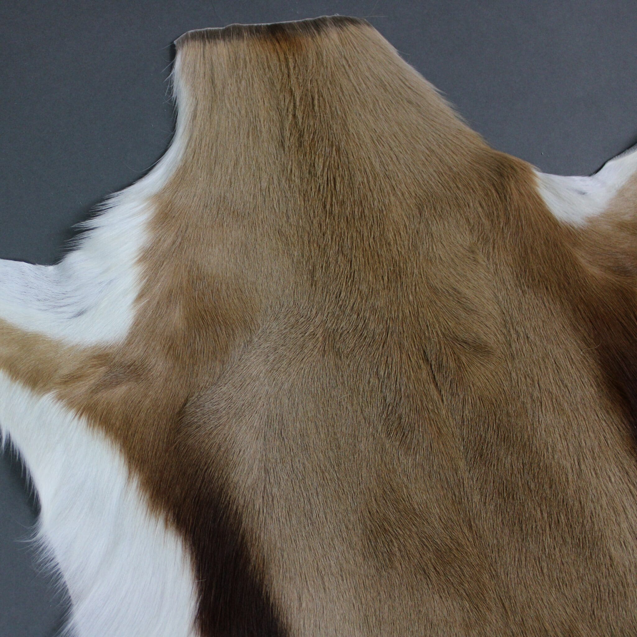 Springbok Hide Rugs - Hide Rugs