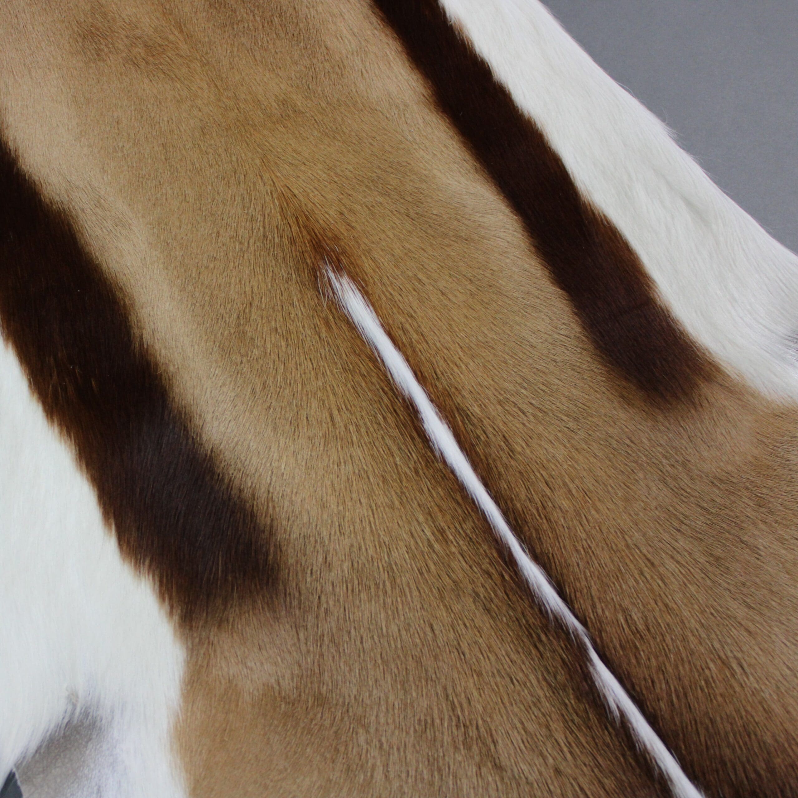 Springbok Hide Rugs - Premium African Hides - Hide Rugs