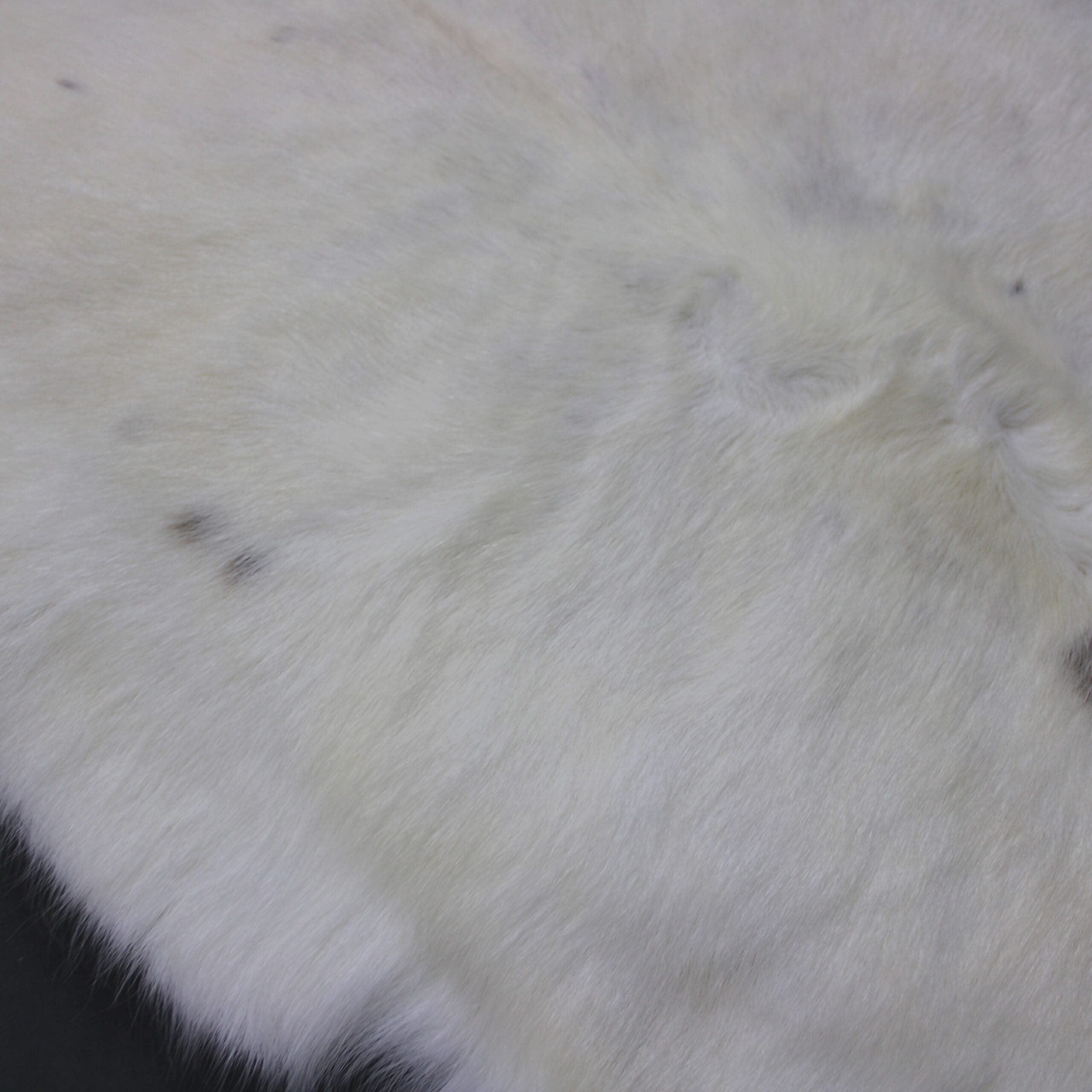 White Reindeer Hide WR257 - Hide Rugs