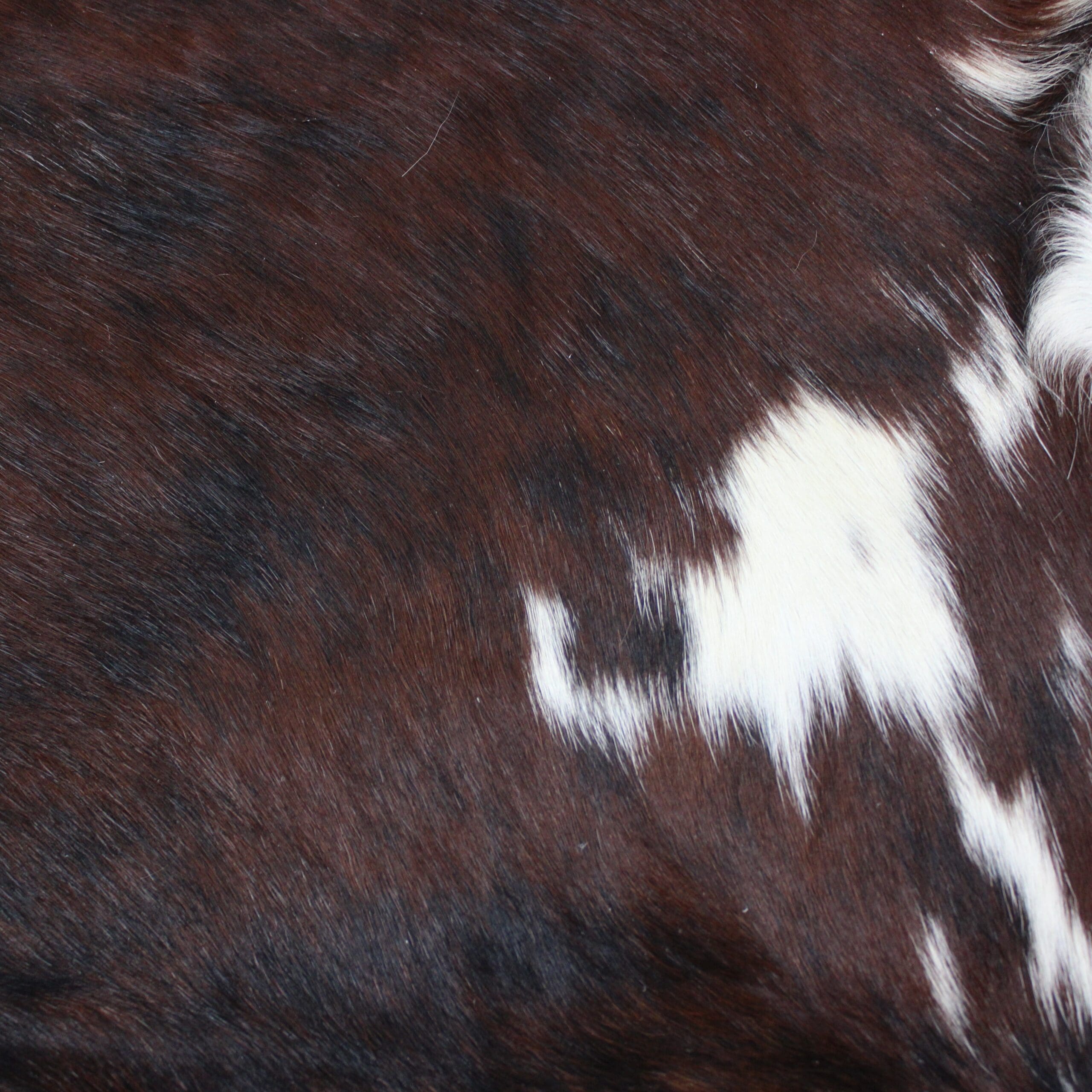 Cowhide Rug Exotic C00912 - Hide Rugs