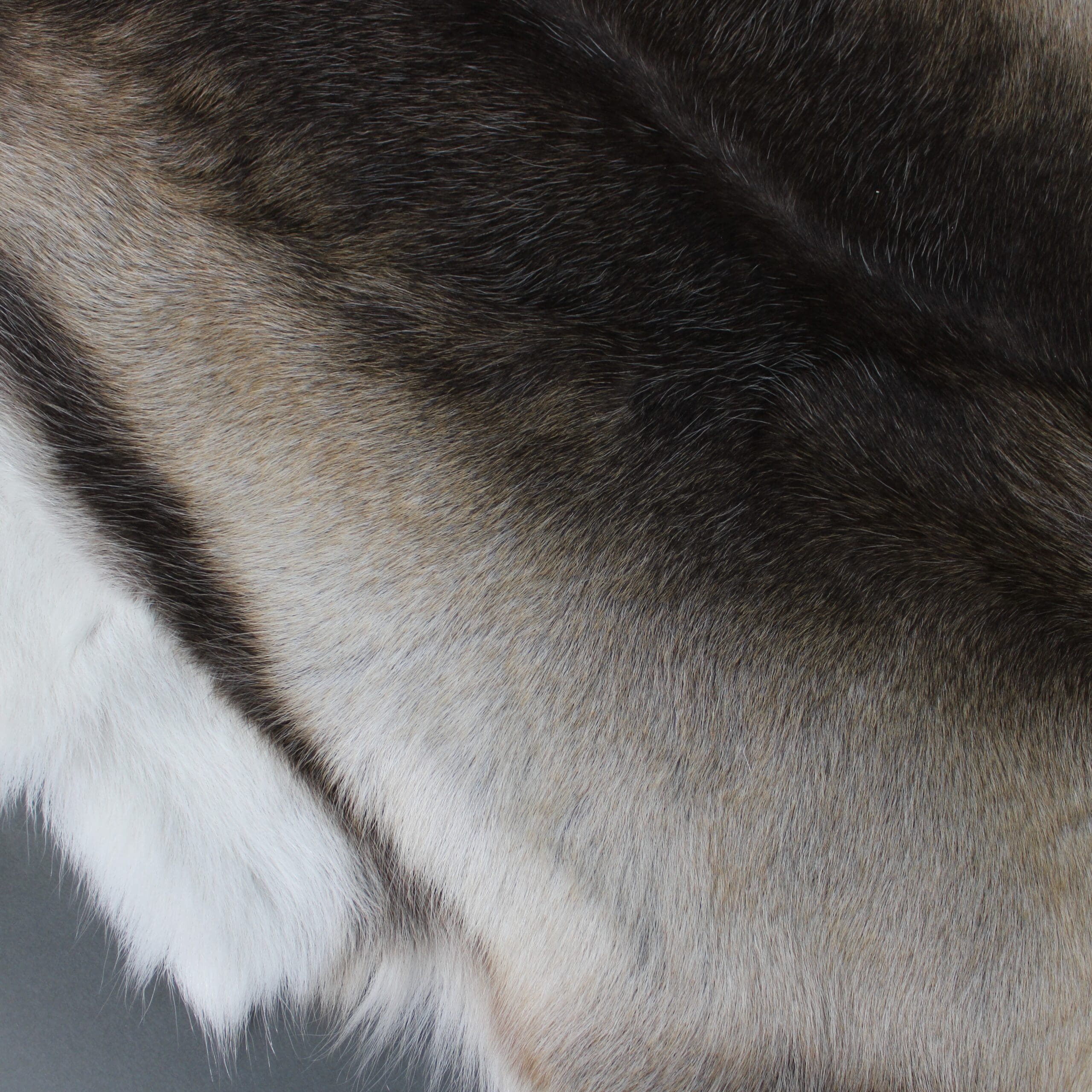 Reindeer Hide Rug R1087 - Hide Rugs