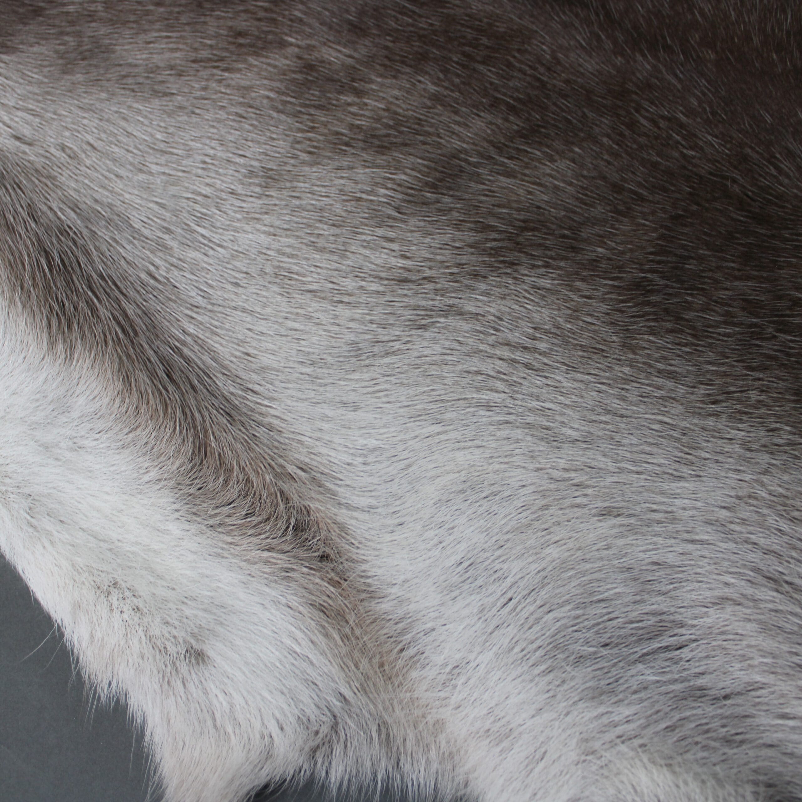 Large Reindeer Hide Rug R1088 - Hide Rugs