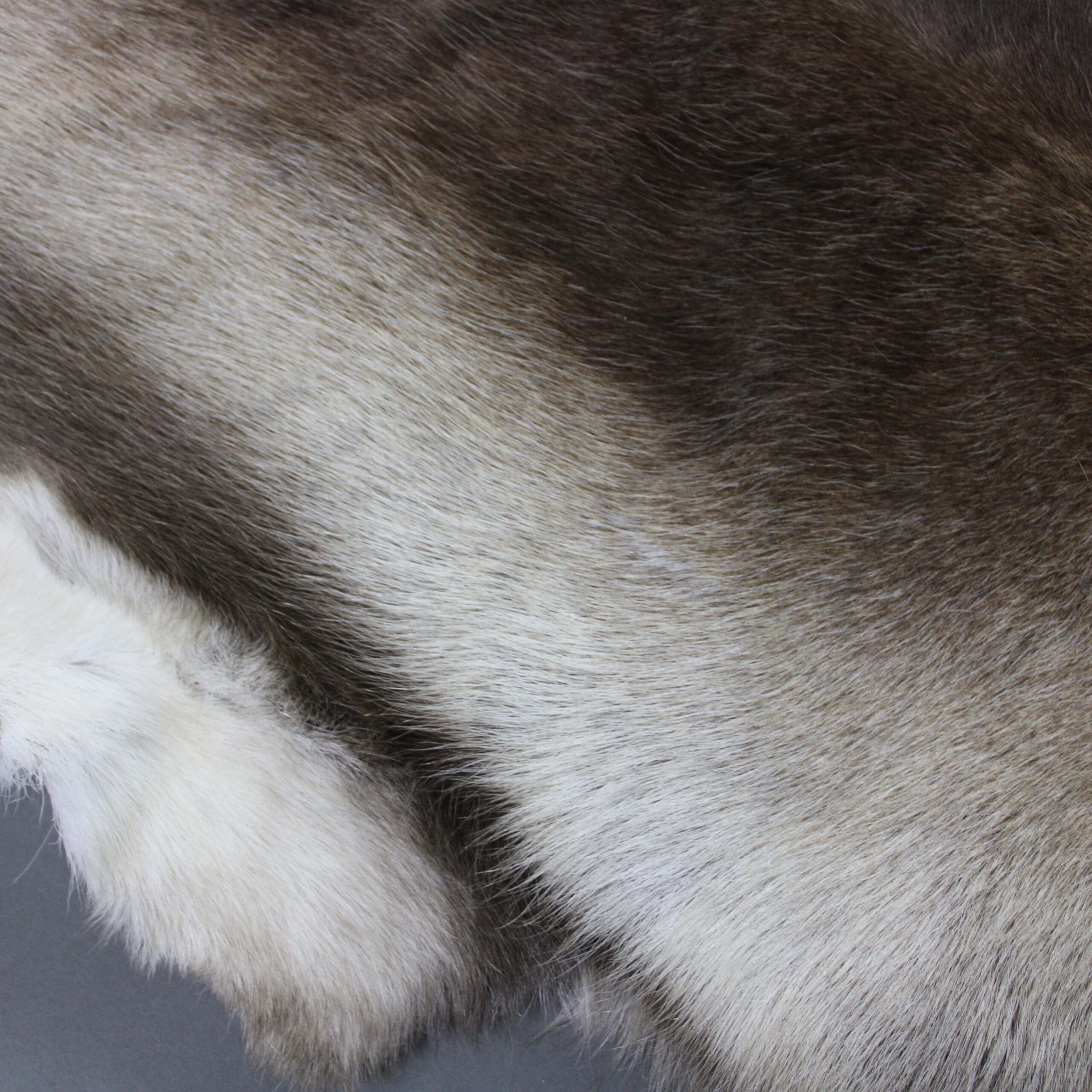 Large Reindeer Hide Rug R1090 - Hide Rugs