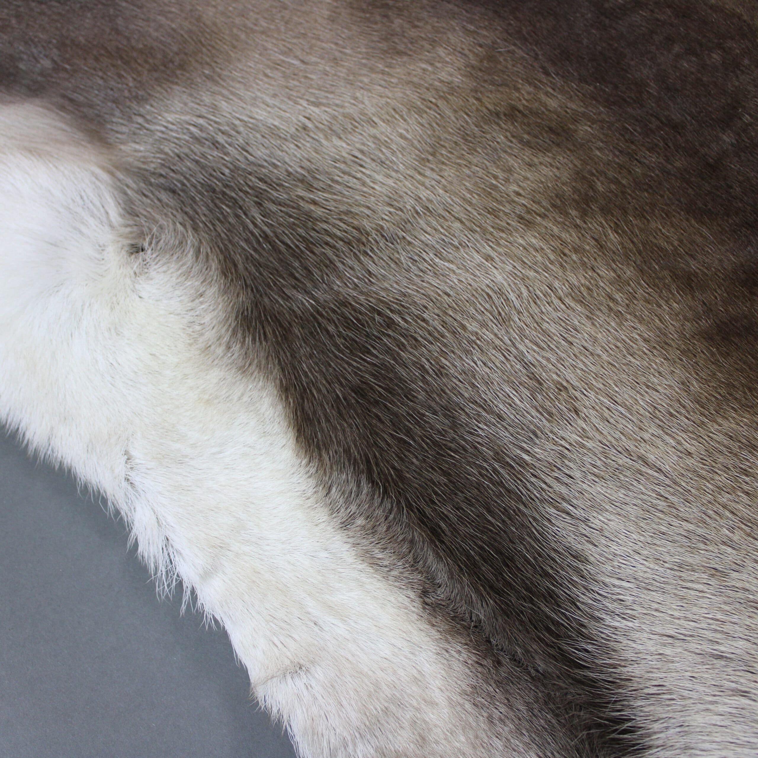 Large Reindeer Hide Rug R1129 - Hide Rugs