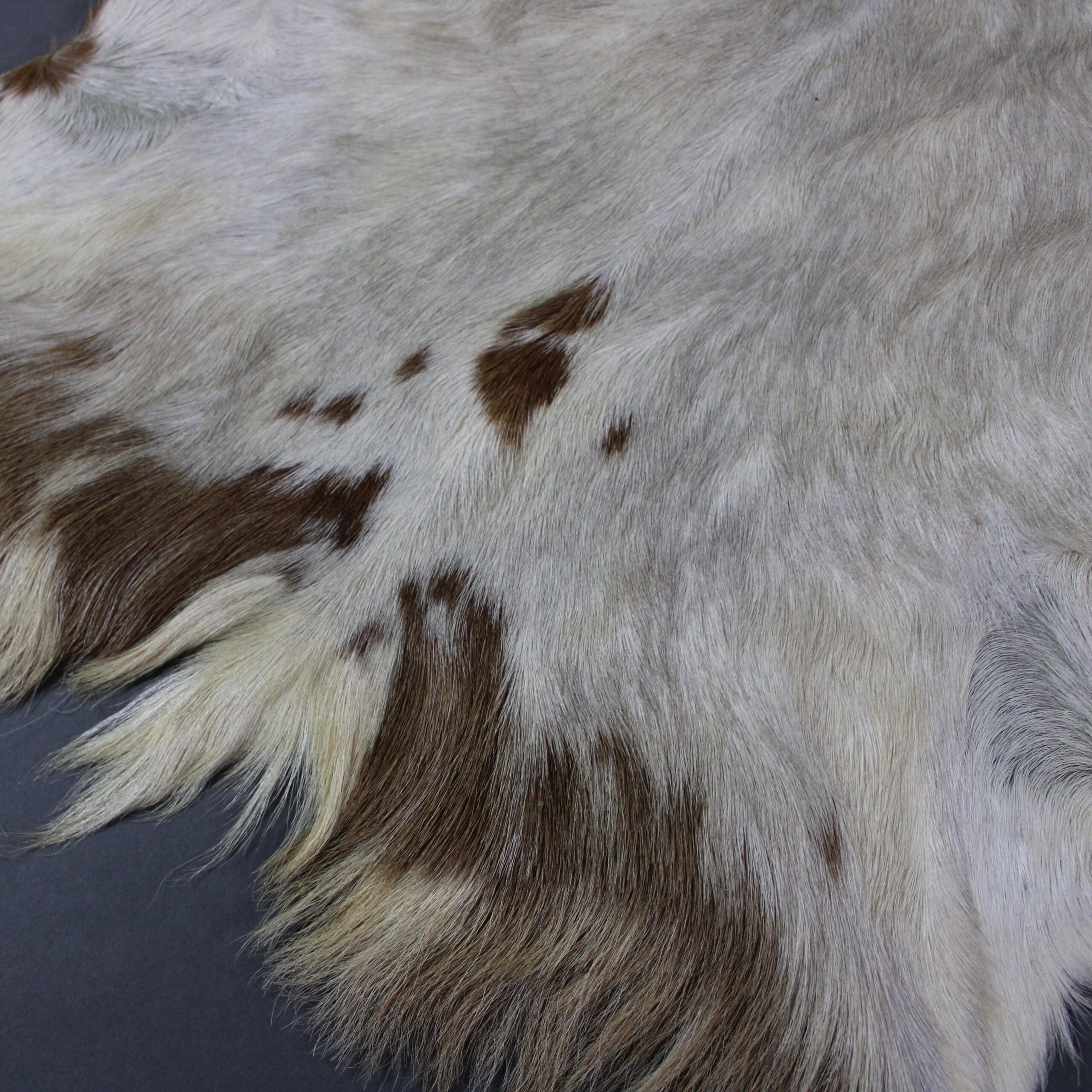 Natural Goatskin Rug - Exotic Short Hair Animal Hide